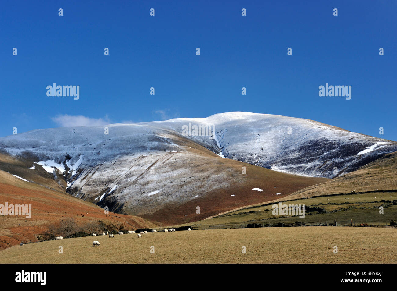 Howgills sheep hi-res stock photography and images - Alamy