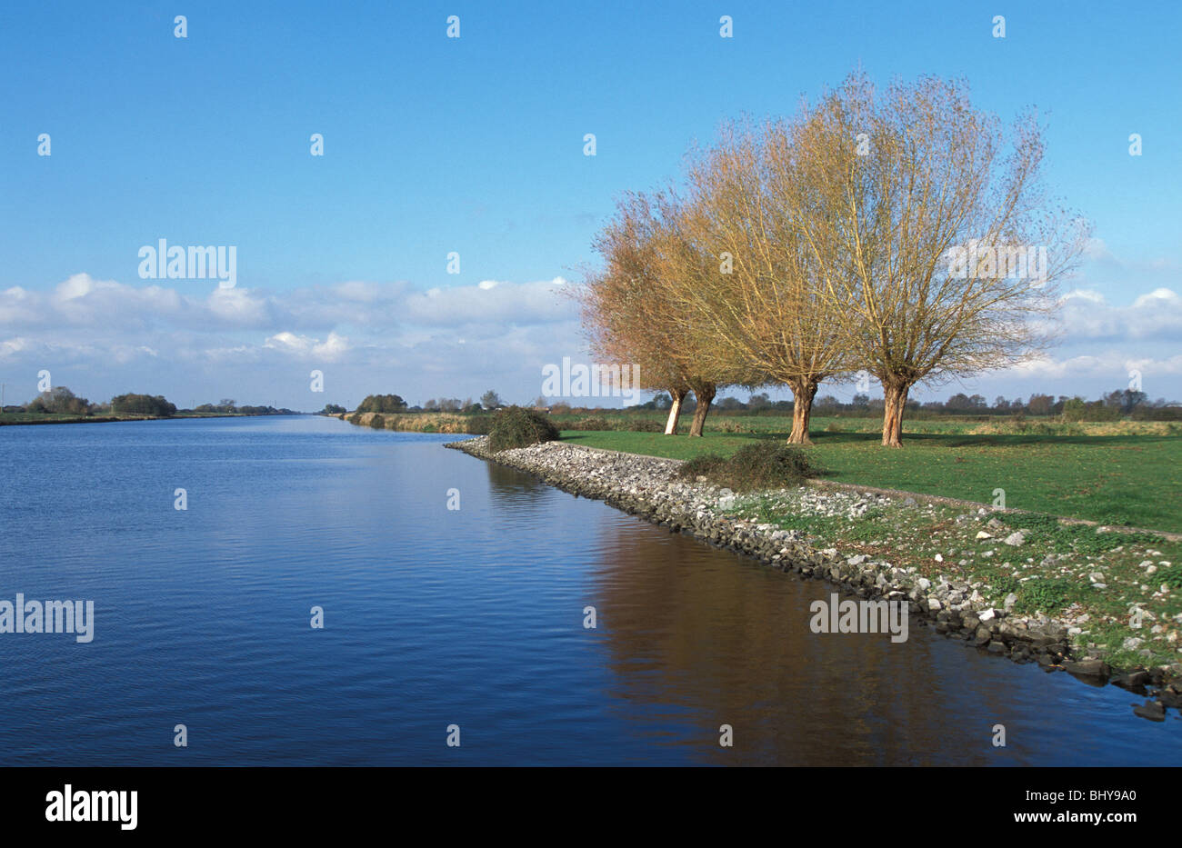 Pollarded willows by the side of the Huntspill River National Nature ...