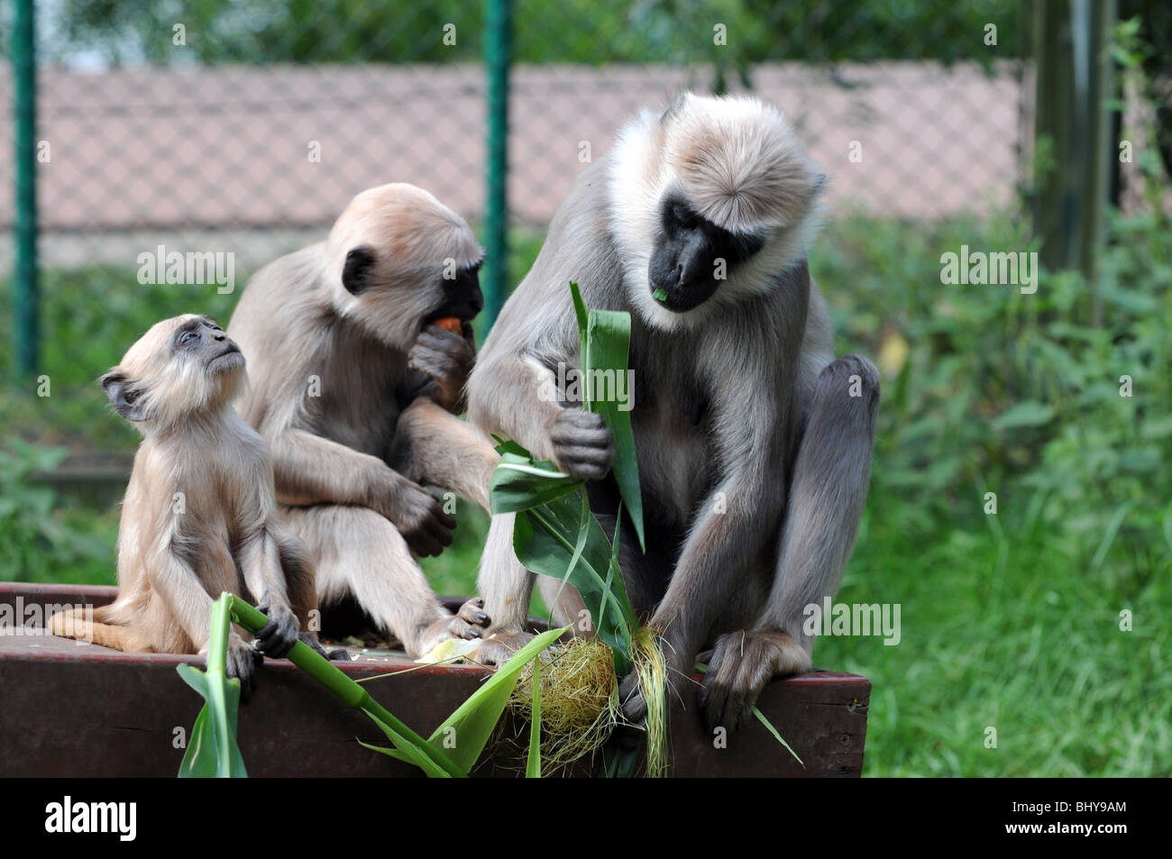 The Northern Plains Gray Langur monkeys (Semnopithecus entellus) known ...