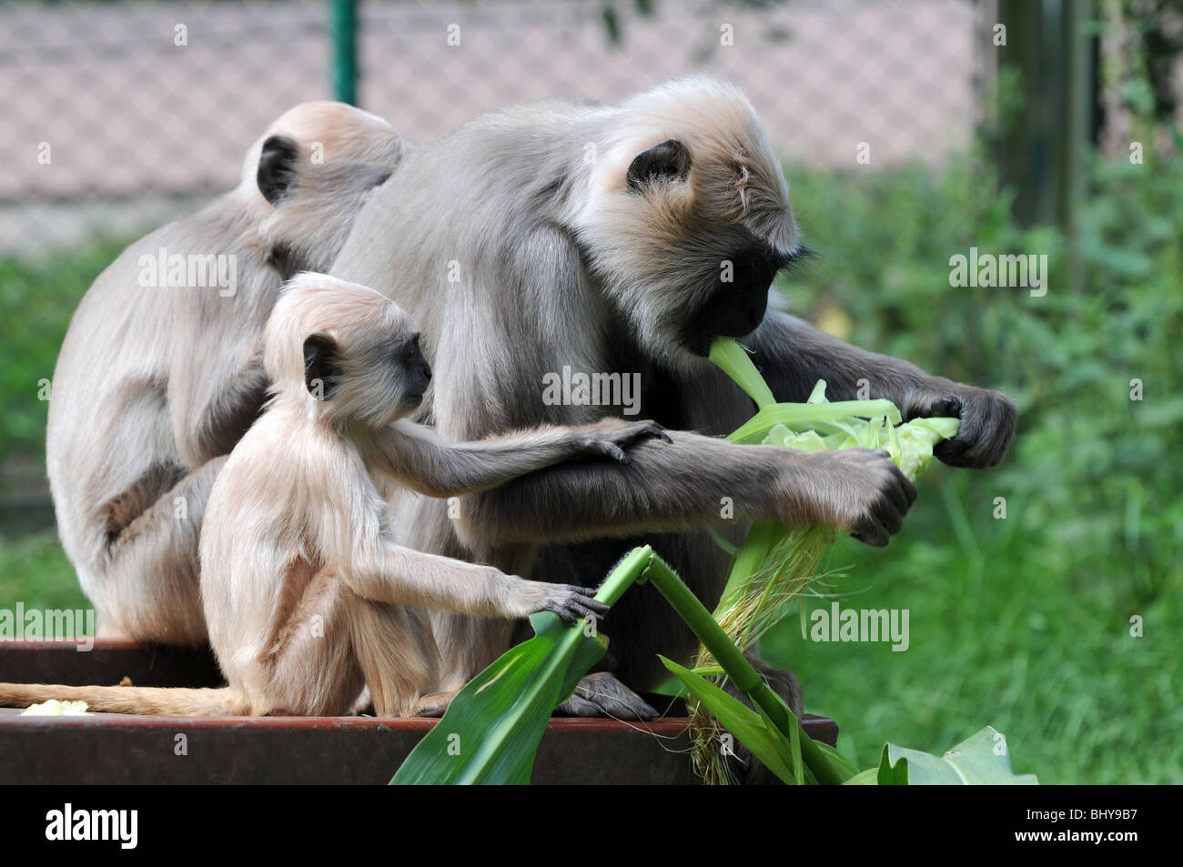 The Northern Plains Gray Langur monkeys (Semnopithecus entellus) known ...