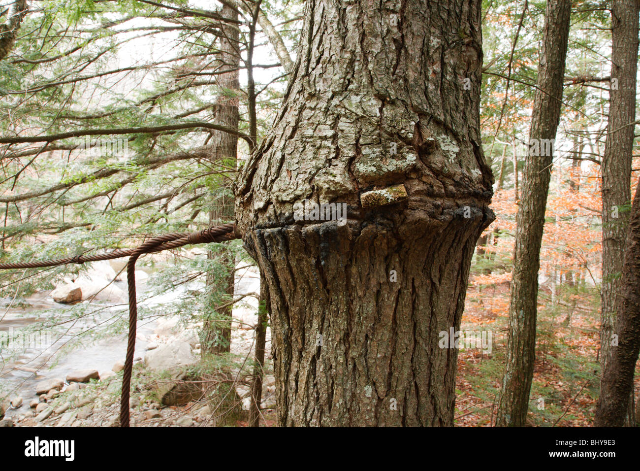 Remnants of a cable bridge along the Beebe River in Campton, New ...