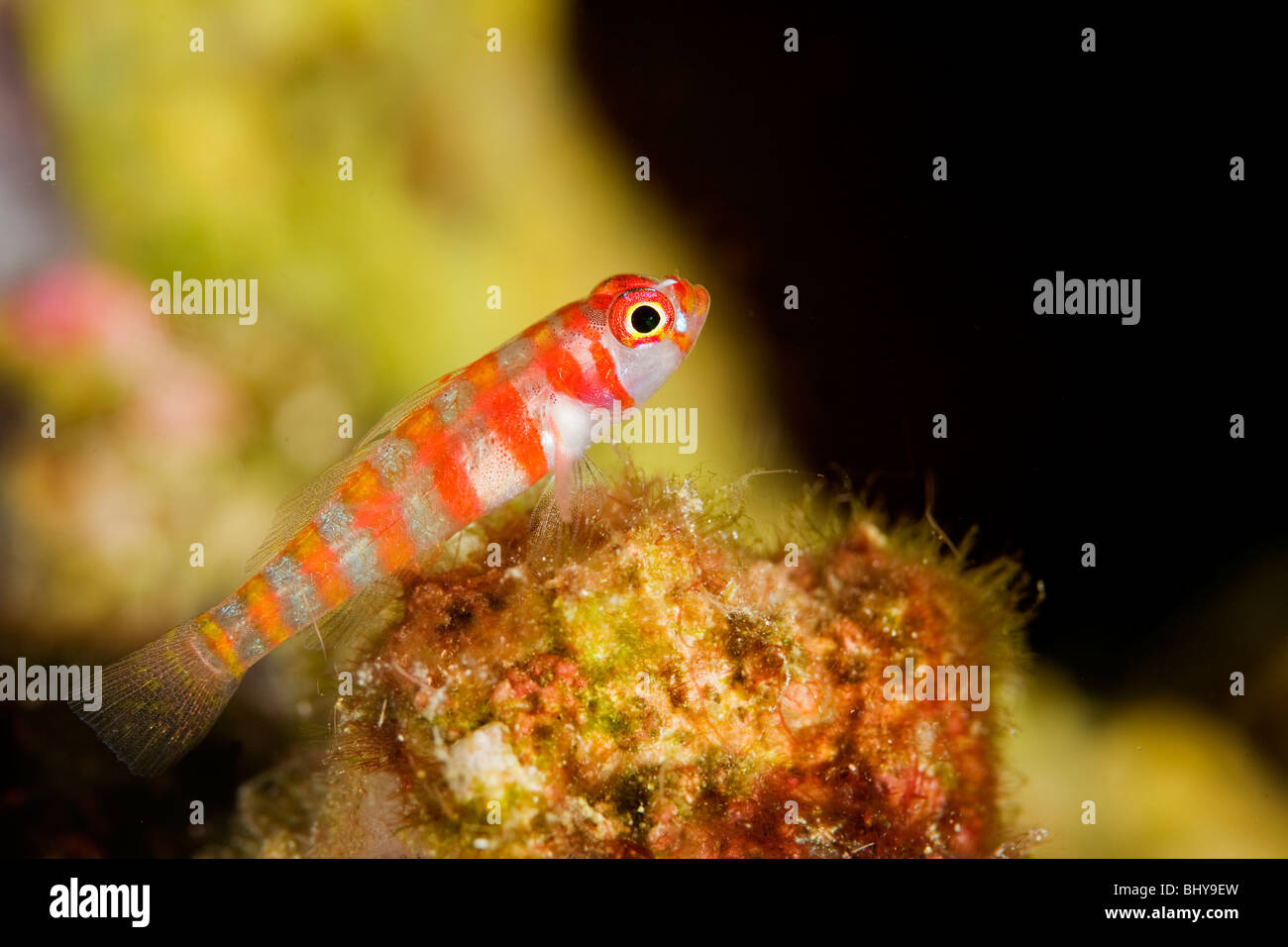 Candycane Dwarf Goby (Trimma sp.) - Milne Bay, PNG Stock Photo - Alamy