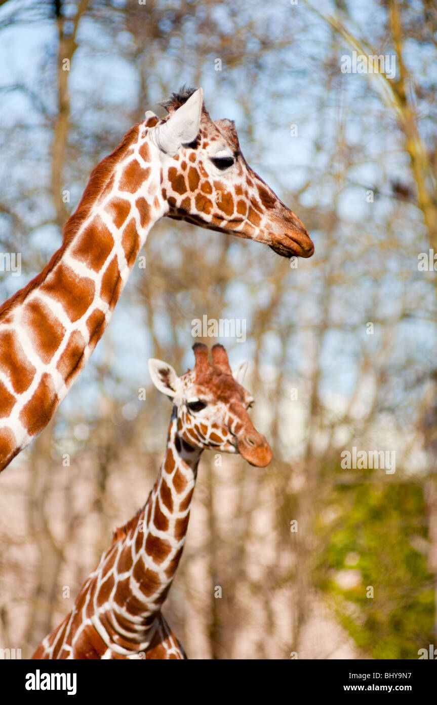 Two Reticulated giraffes Stock Photo - Alamy