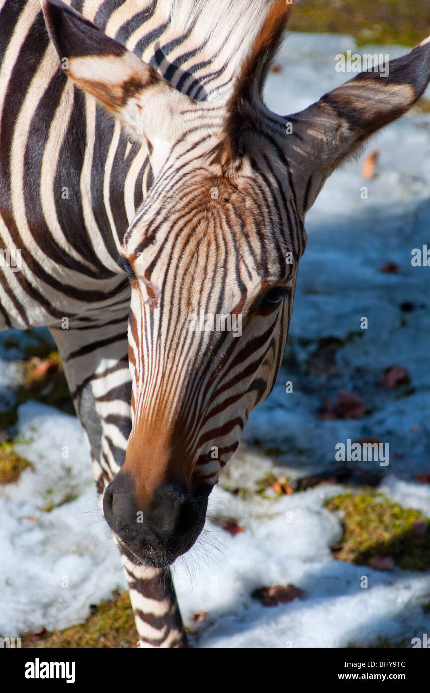 Zebra looking up hi-res stock photography and images - Alamy