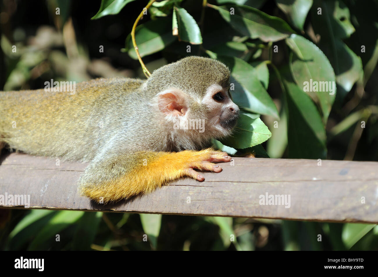 Common Squirrel Monkey (Saimiri sciureus) in Serengeti Park, Hodenhagen ...