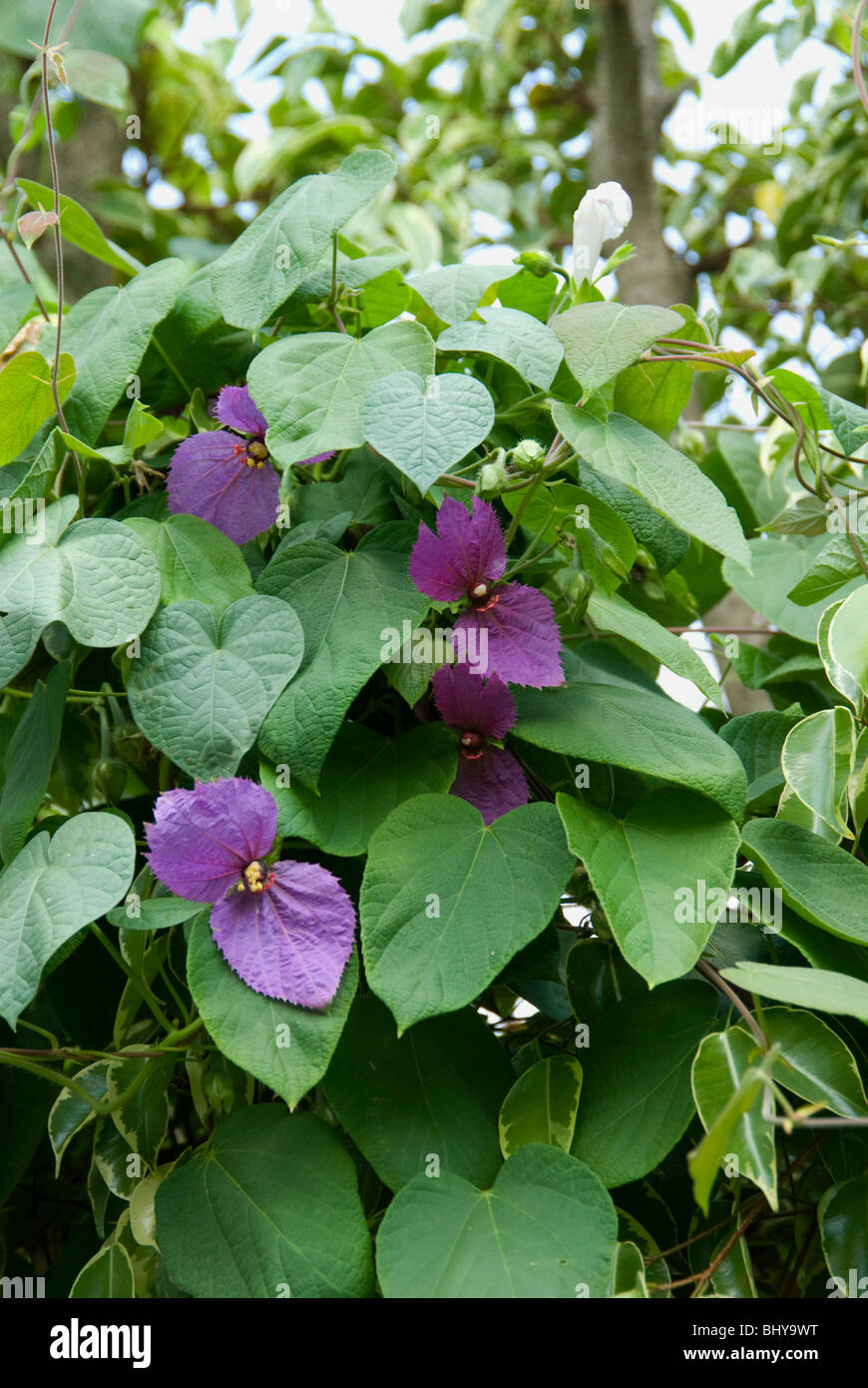 DALECHAMPIA DIOSCOREIFOLIA , Purple Angel Wings Stock Photo - Alamy