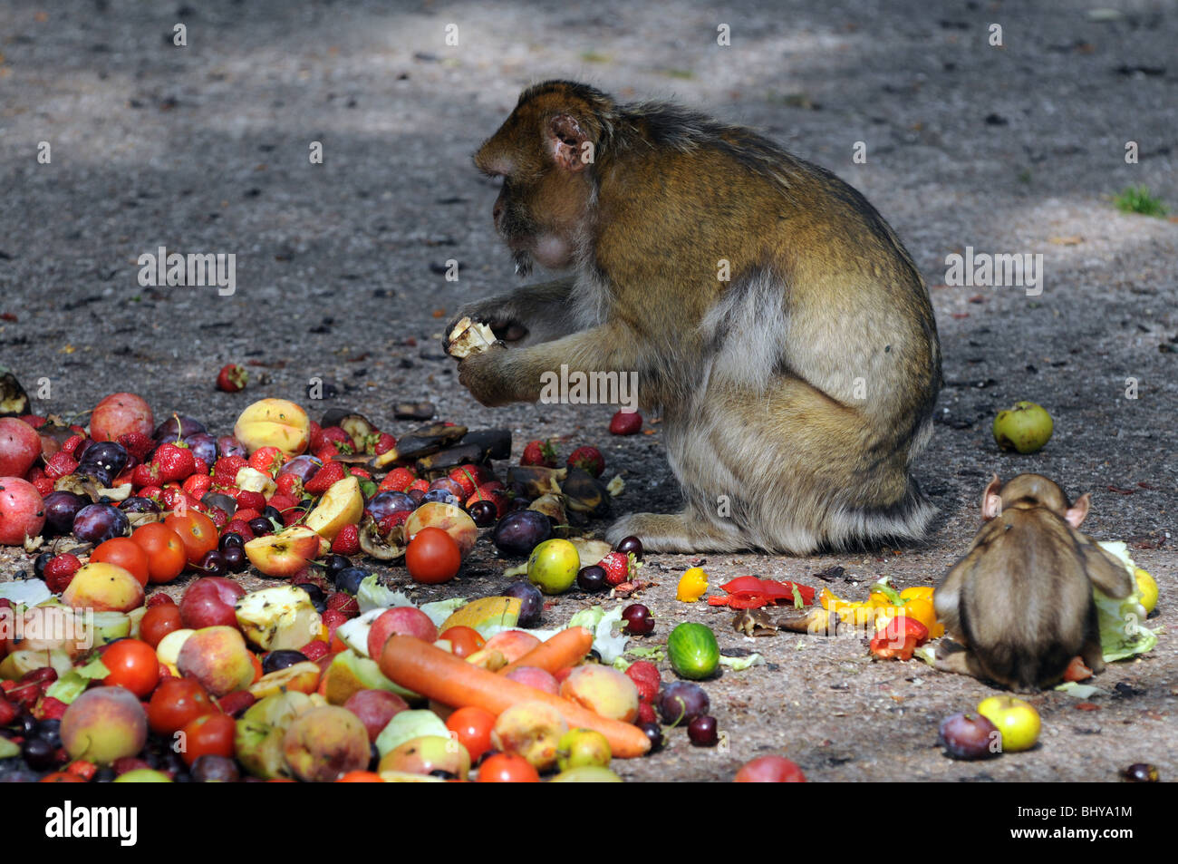 Barbary Macaque (Macaca sylvanus) monkeys in Serengeti Park, Hodenhagen ...