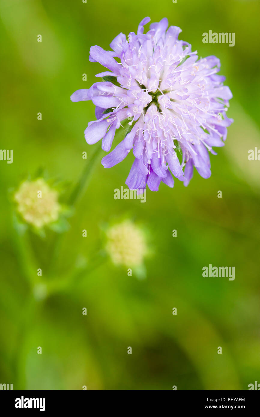 Dipsacaceae hi-res stock photography and images - Alamy