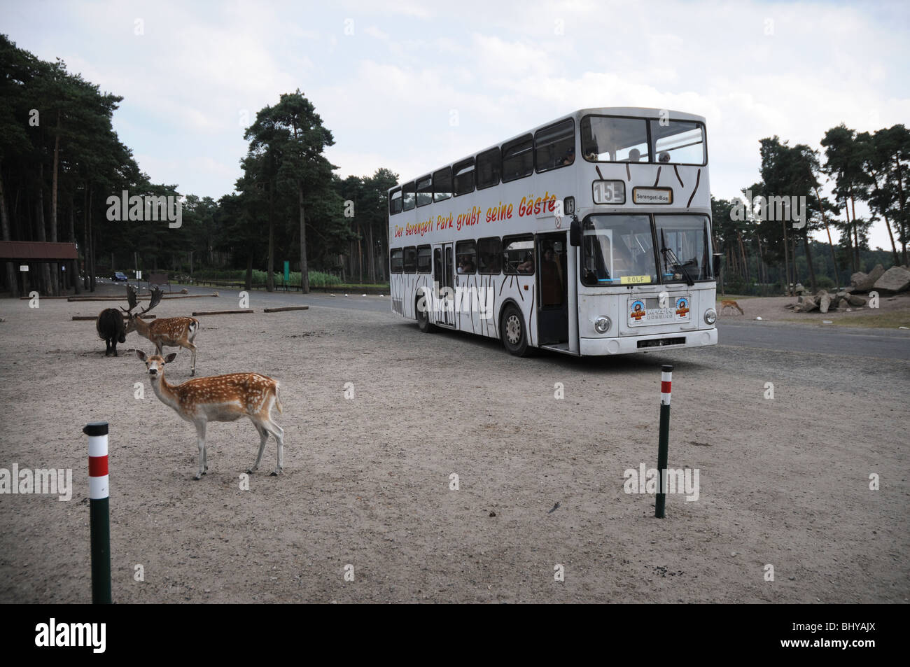 Deer safari bus hi-res stock photography and images - Alamy