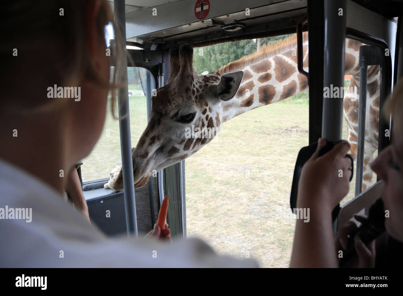Kids feeding giraffe from the tourists bus in Serengeti Park in ...