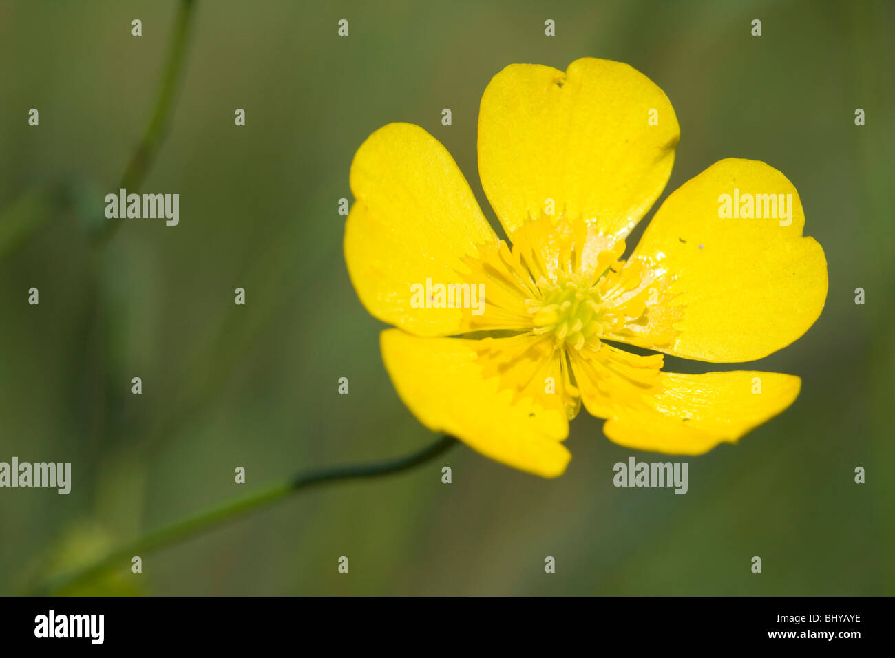 Creeping Buttercup. Ranunculus repens. Ranunculaceae Stock Photo - Alamy