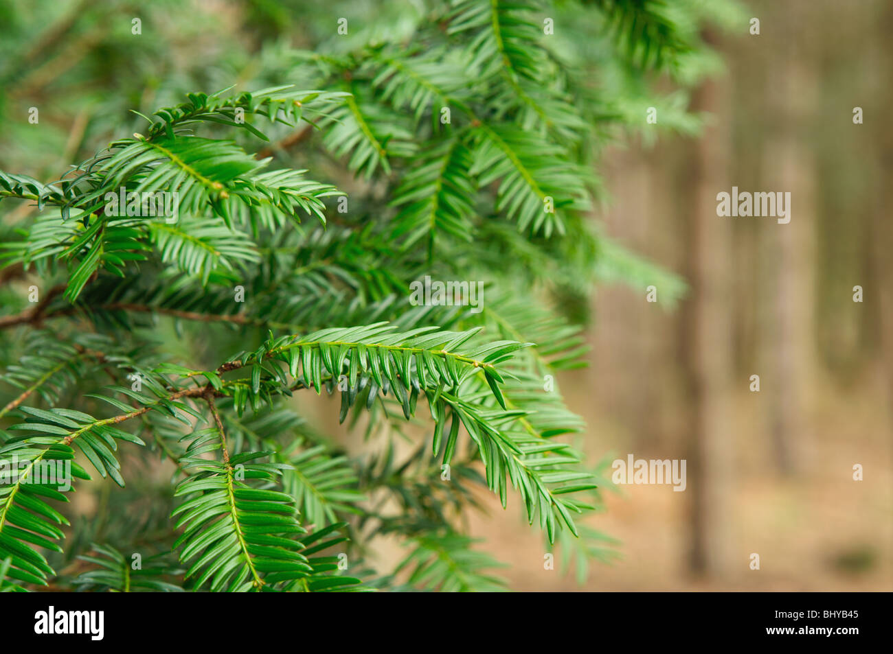 Yew tree woodland hi-res stock photography and images - Alamy