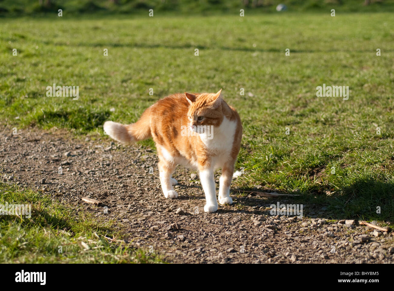 White and ginger cat watching mouse in field Stock Photo - Alamy