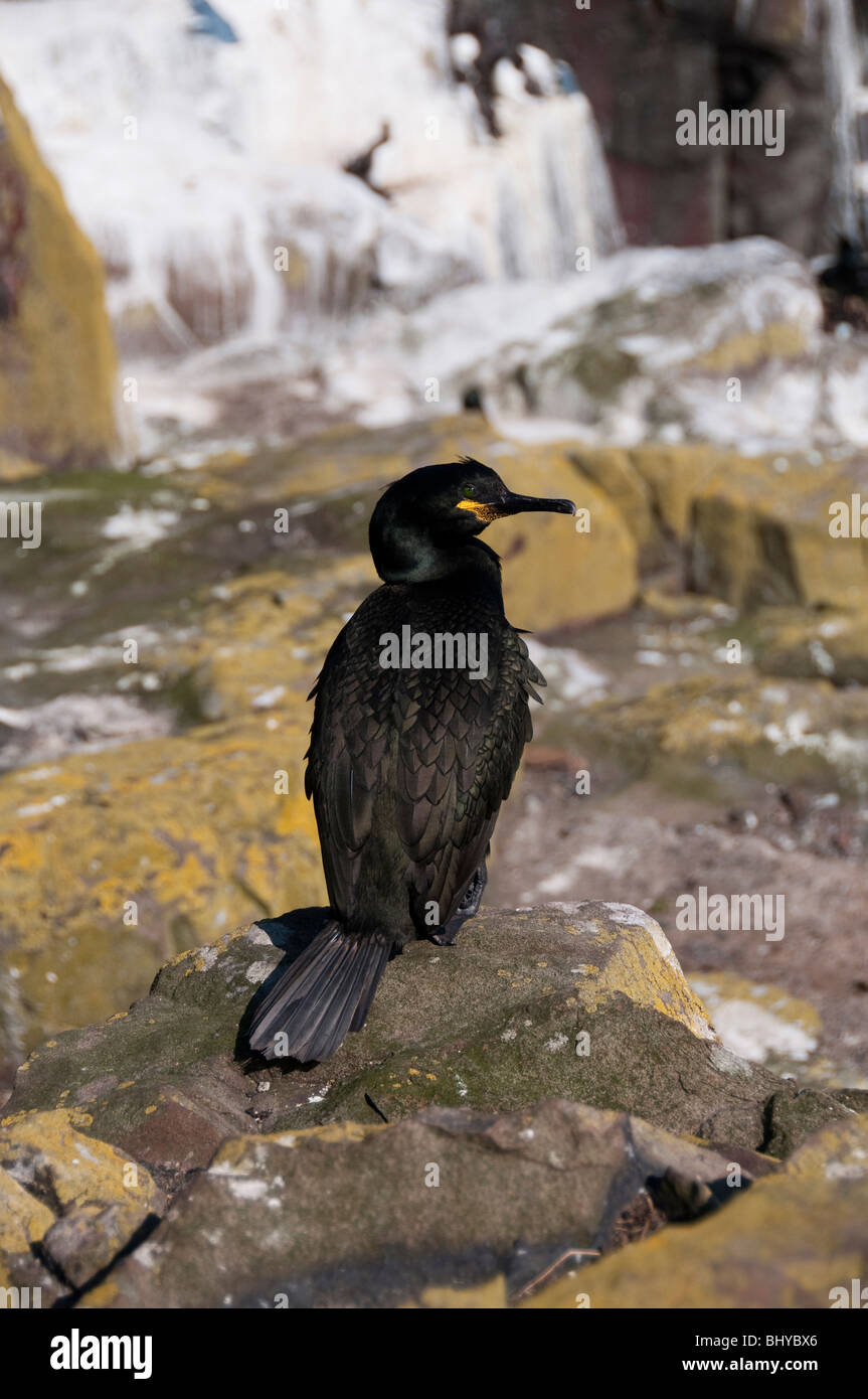 Rock shag bird hi-res stock photography and images - Alamy