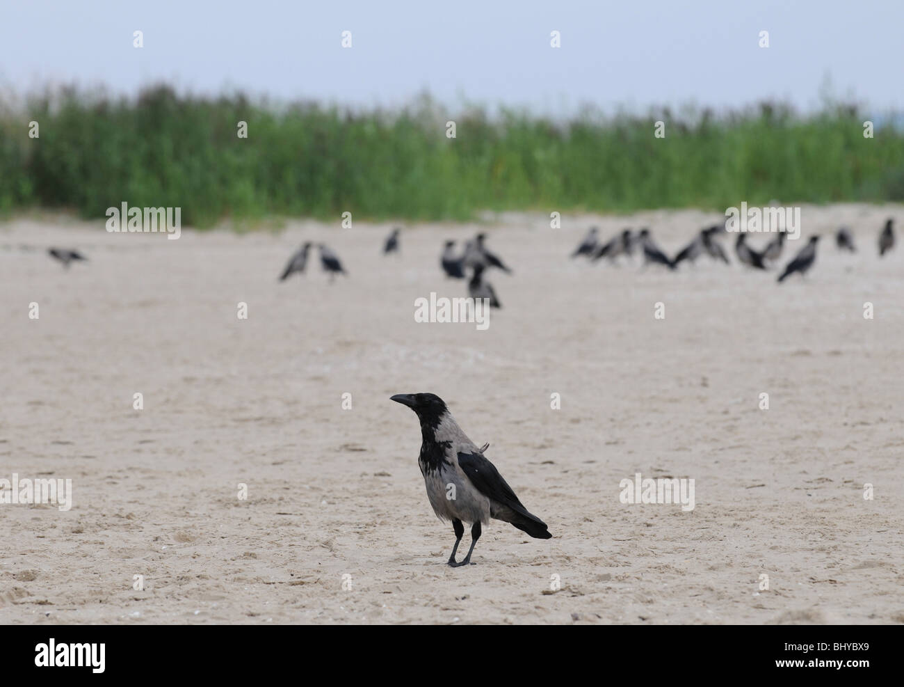 Hooded Crows Corvus cornix on beach in Swinoujscie at Baltic Sea ...