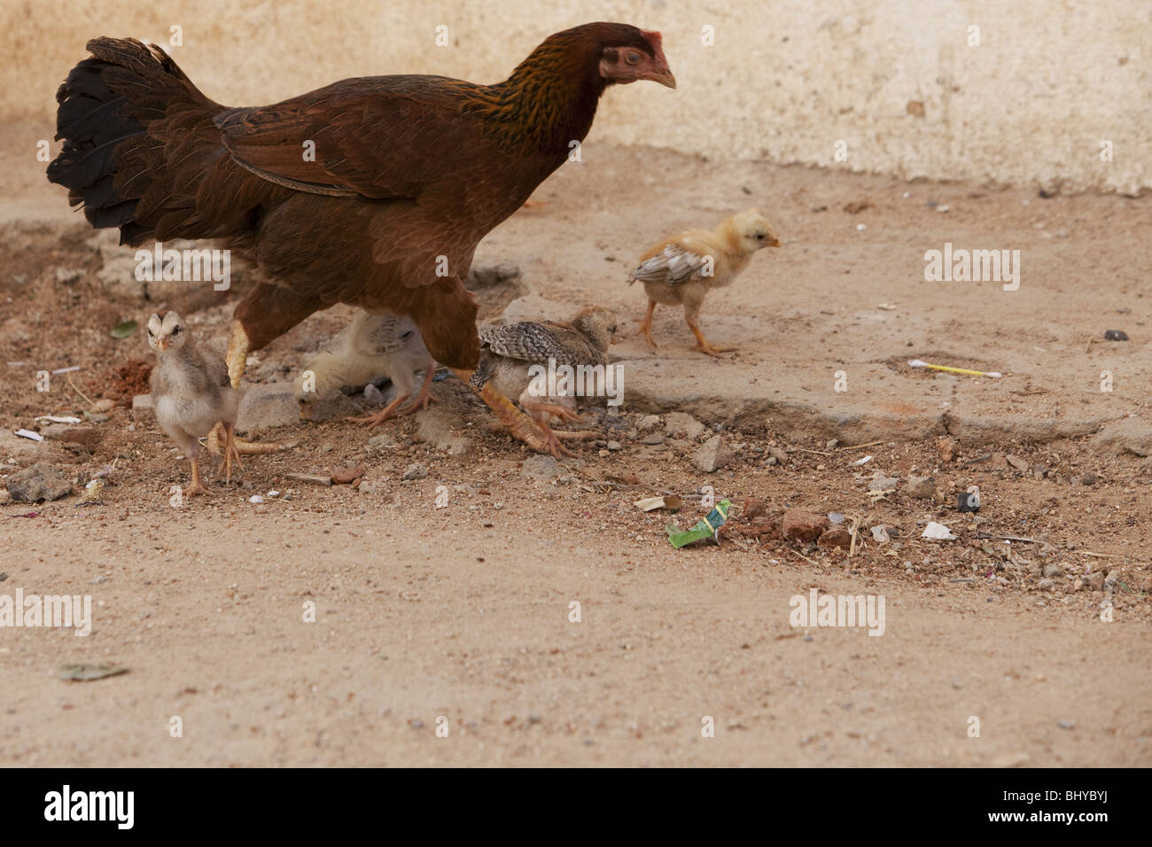Indian Chicken crossing the road Stock Photo - Alamy