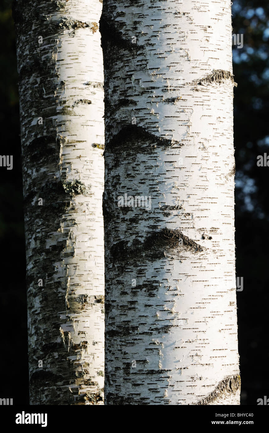 Two birch trees hi-res stock photography and images - Alamy