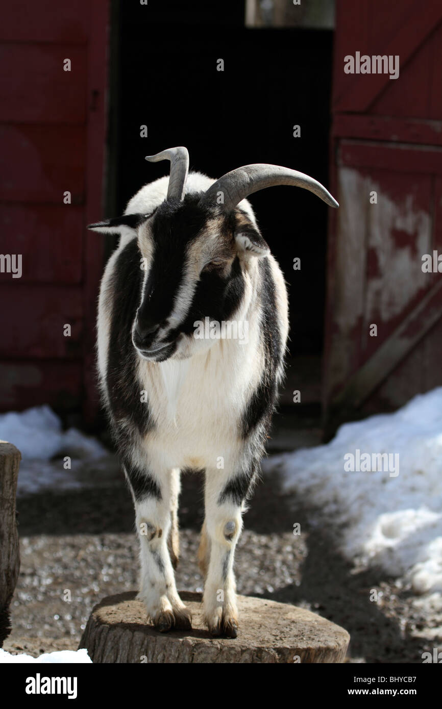 San clemente goat hi-res stock photography and images - Alamy