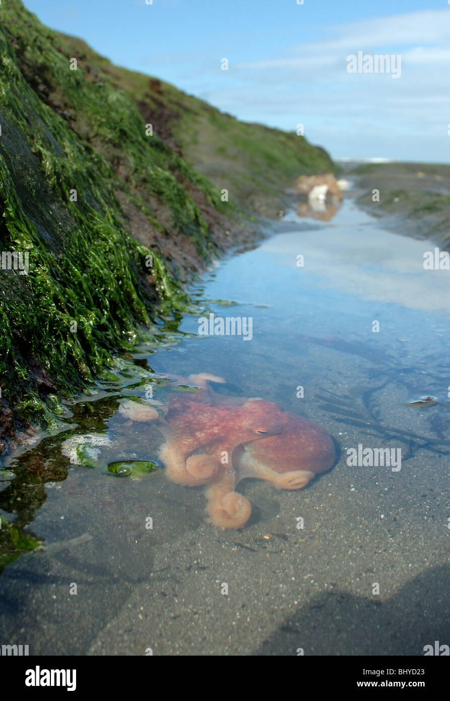 Lesser octopus hi-res stock photography and images - Alamy