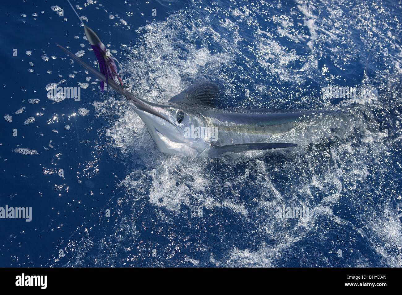 White marlin tournament hi-res stock photography and images - Alamy