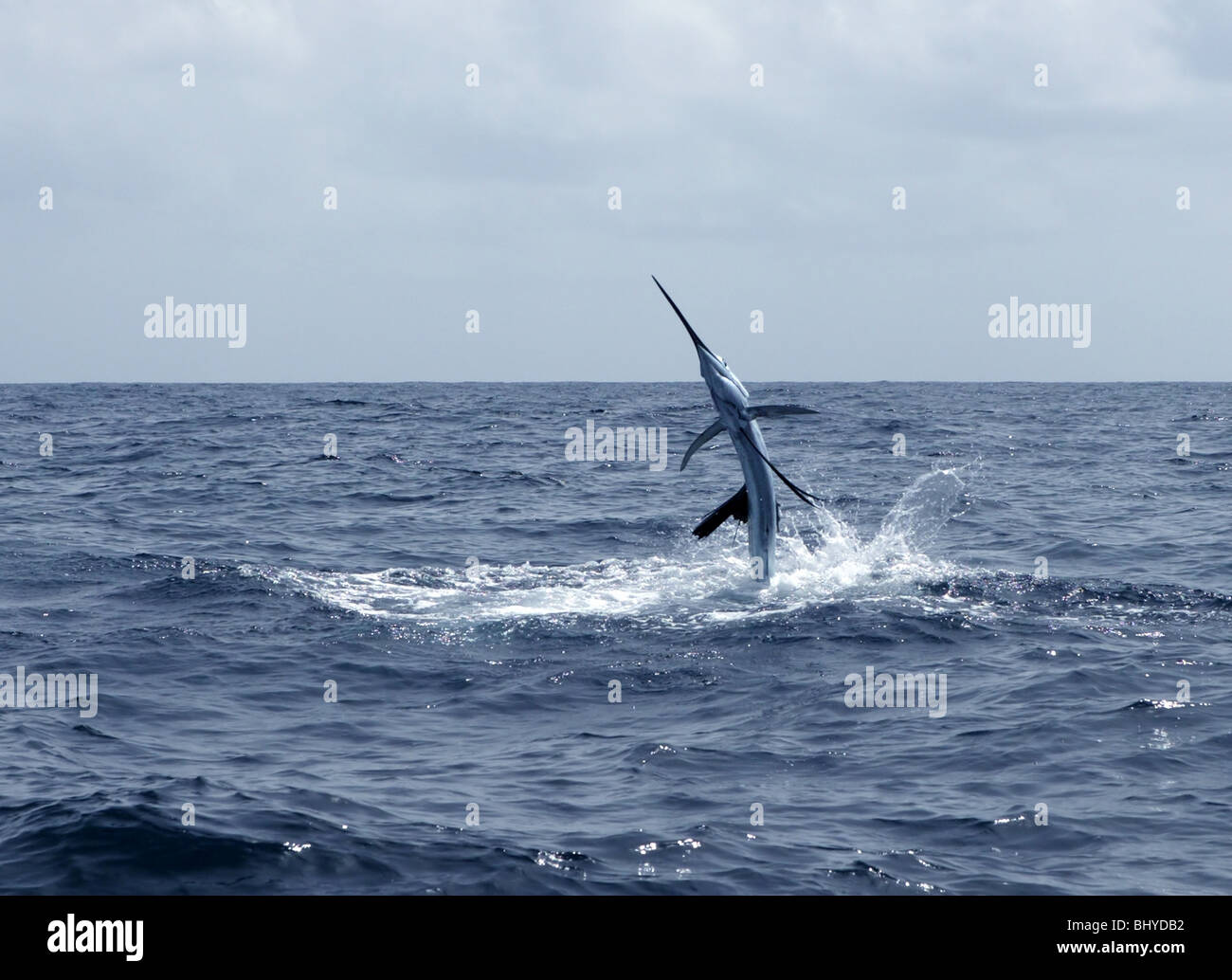 Sailfish jumping hi-res stock photography and images - Alamy