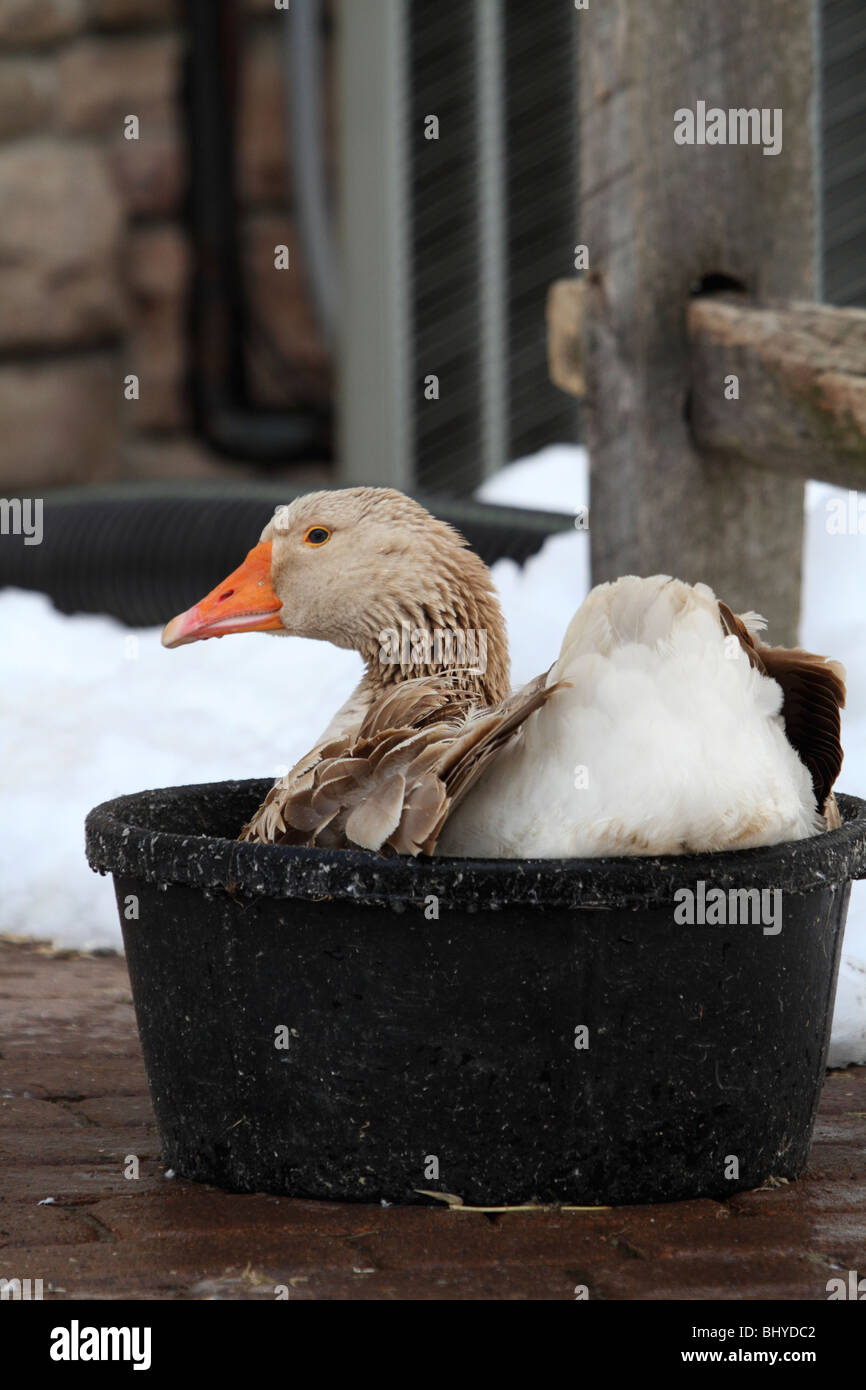 Goose sitting in a pot Stock Photo - Alamy