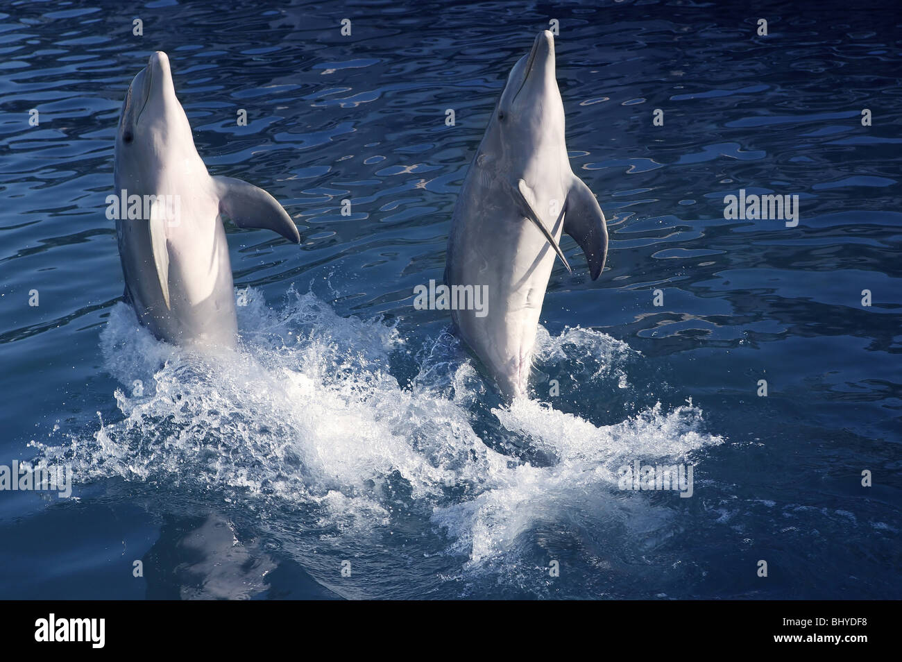 Dolphin acrobacy during dolphins show in Caribbean sea, beauty Stock ...