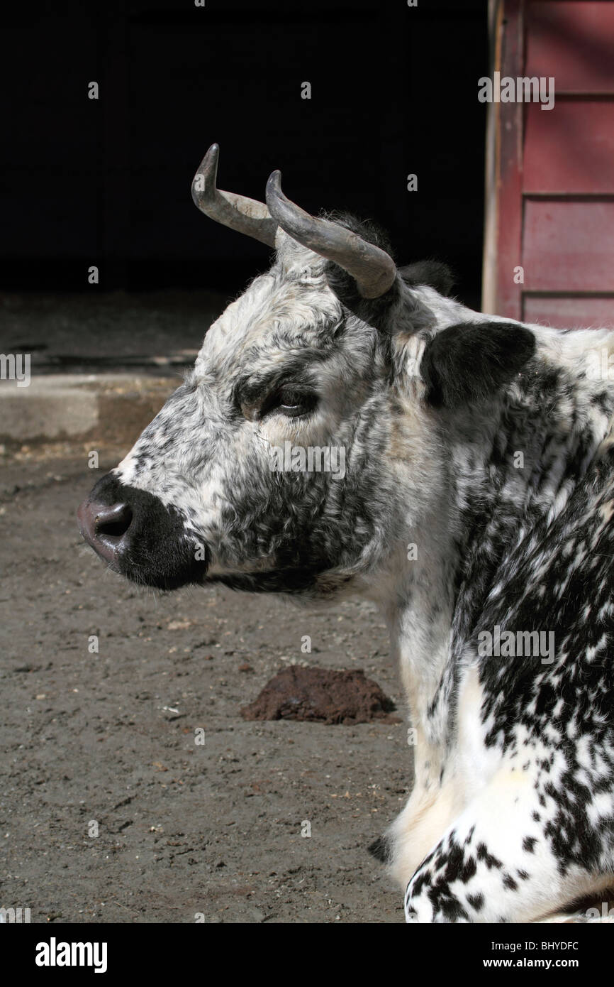 Randall Lineback cow Stock Photo - Alamy