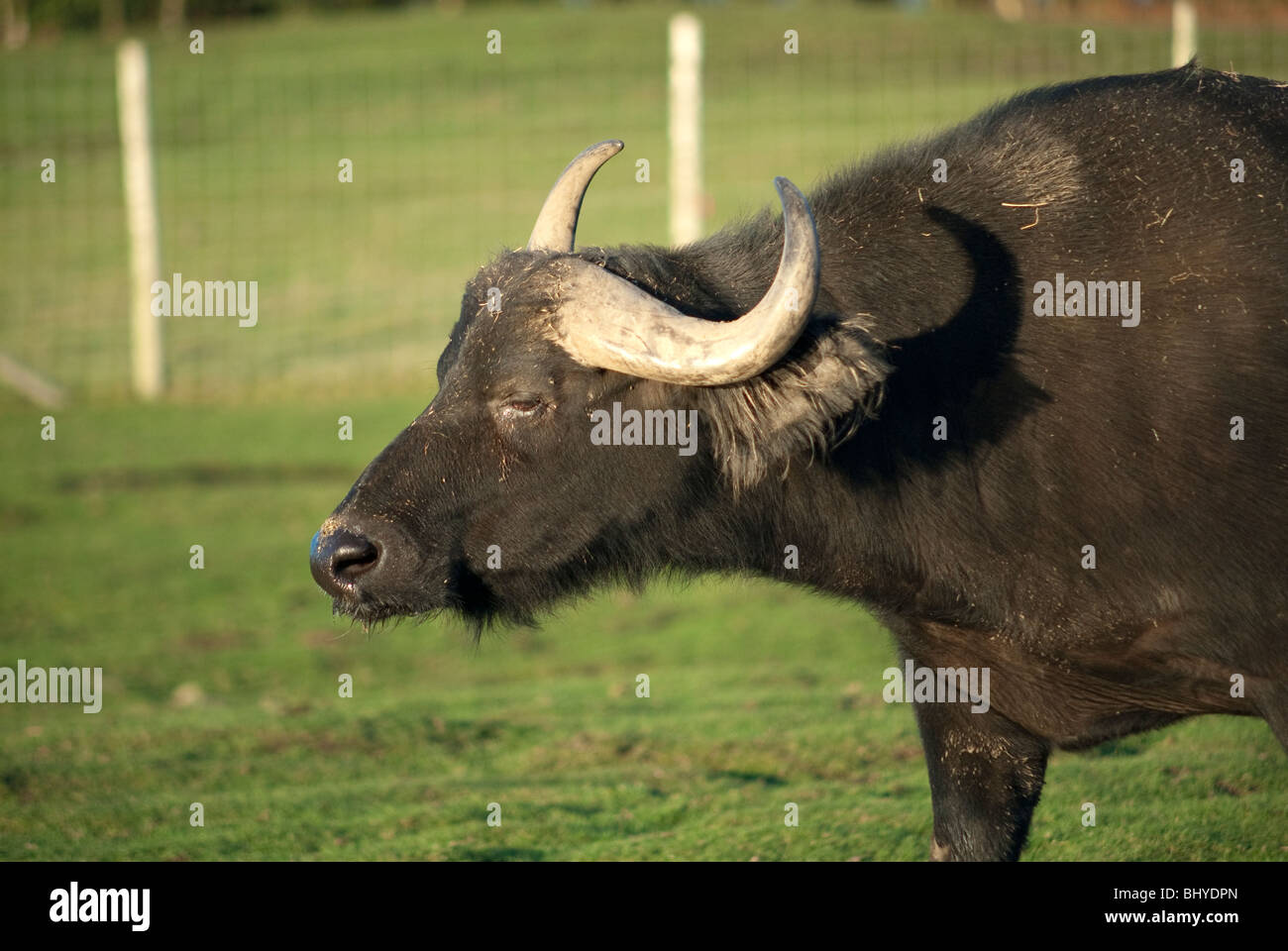 Buffalo with big horns Stock Photo - Alamy