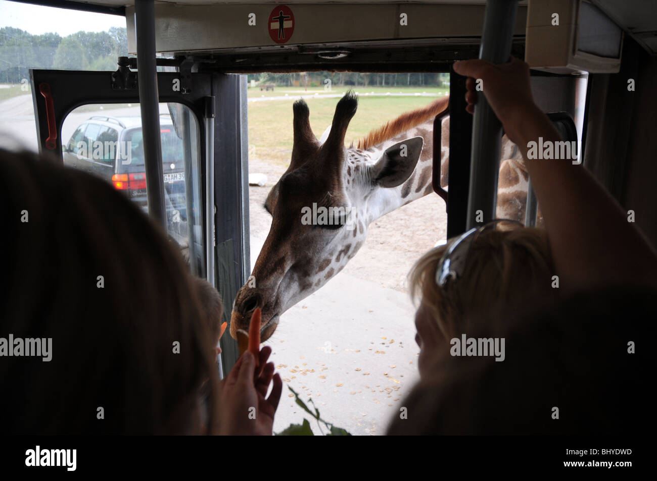 Kids feeding giraffe from the tourists bus in Serengeti Park in ...