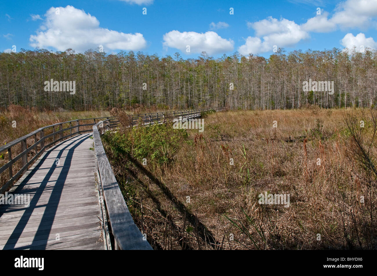Boardwalk, Corkscrew Swamp Sanctuary, Florida, USA Stock Photo - Alamy