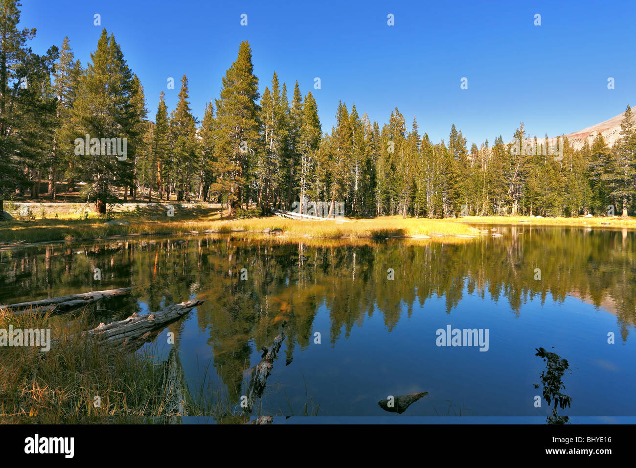 Silent shallow lake in Josemite park in the USA Stock Photo - Alamy