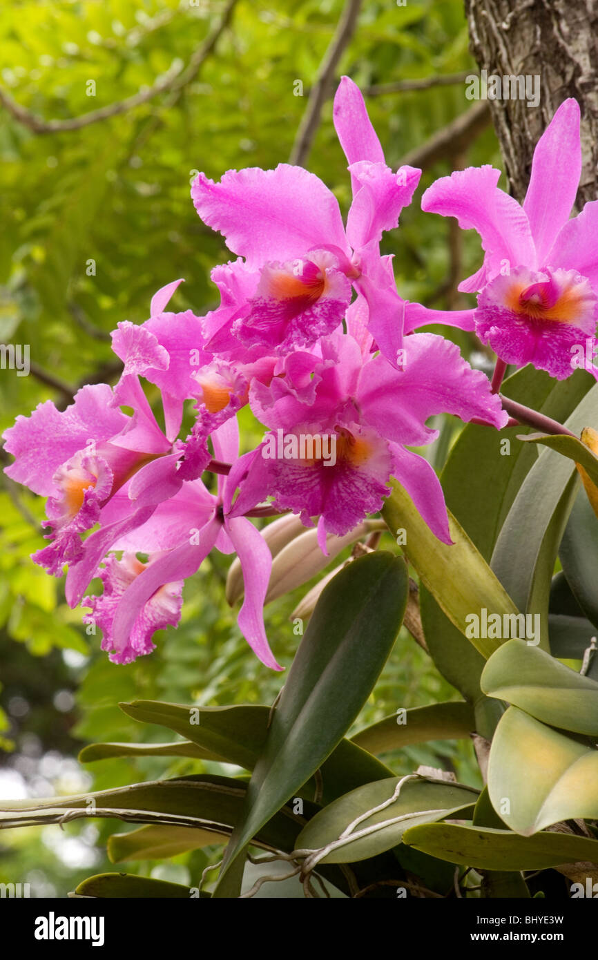 Growing orchids in group hi-res stock photography and images - Alamy