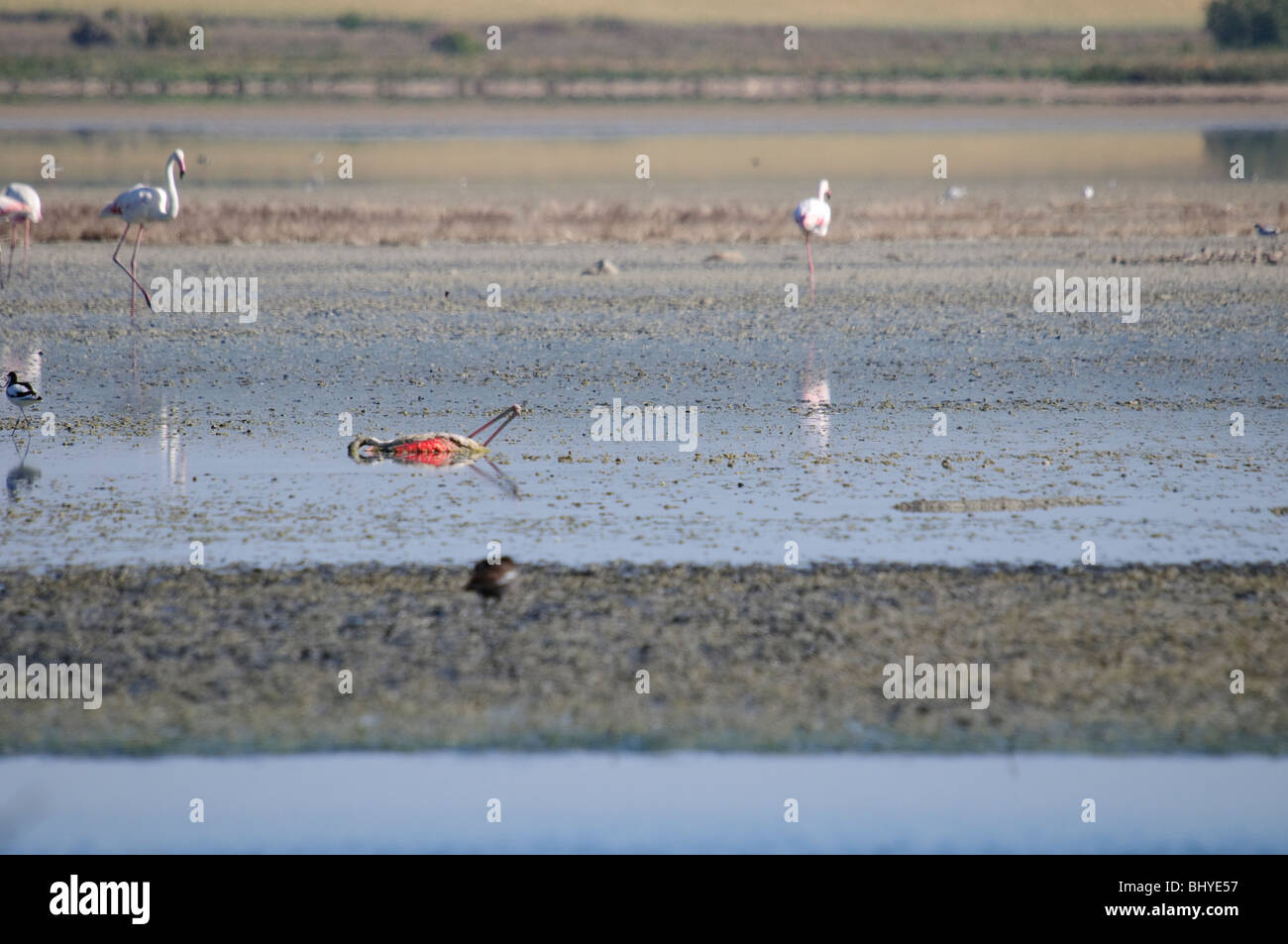 Dead flamingo hi-res stock photography and images - Alamy