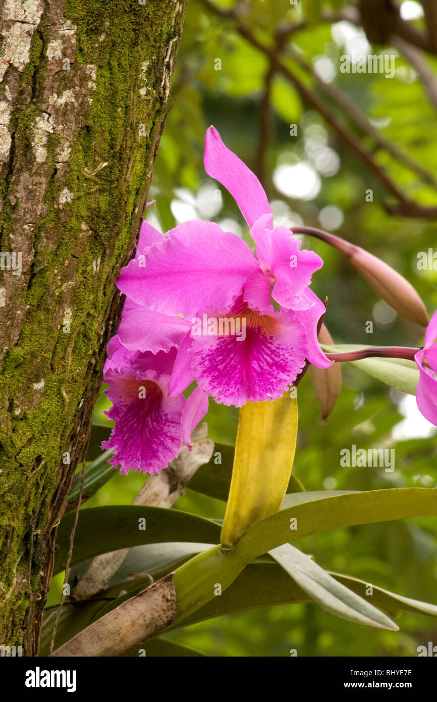 Orchids of the world hi-res stock photography and images - Alamy