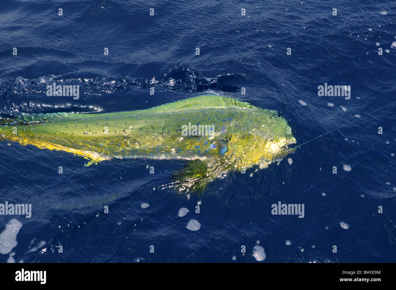 Dorado colorful fish sport saltwater fishing Stock Photo - Alamy
