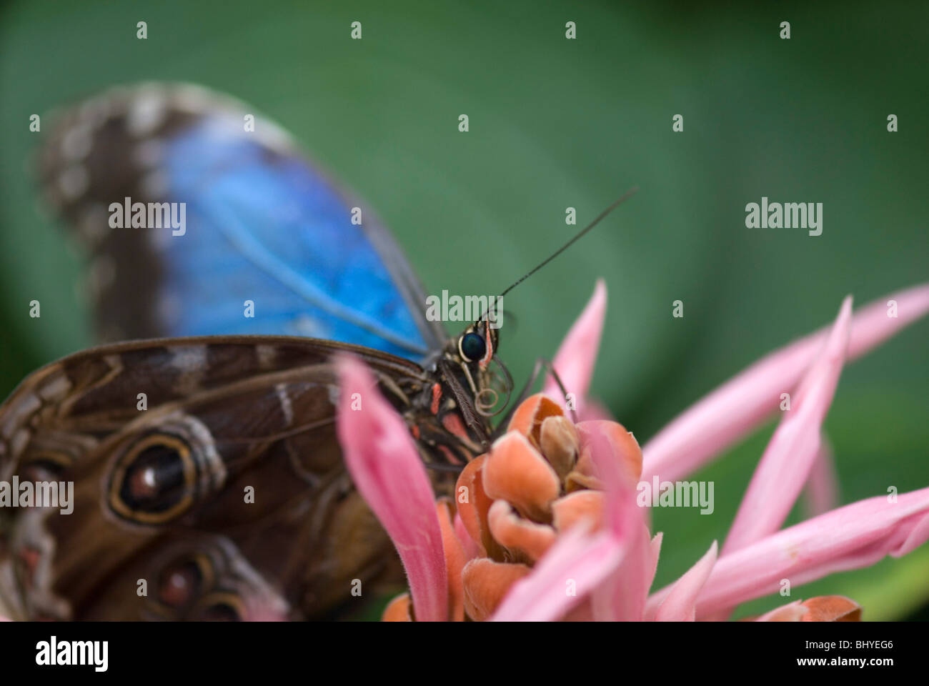 close up butterfly feeding Stock Photo - Alamy