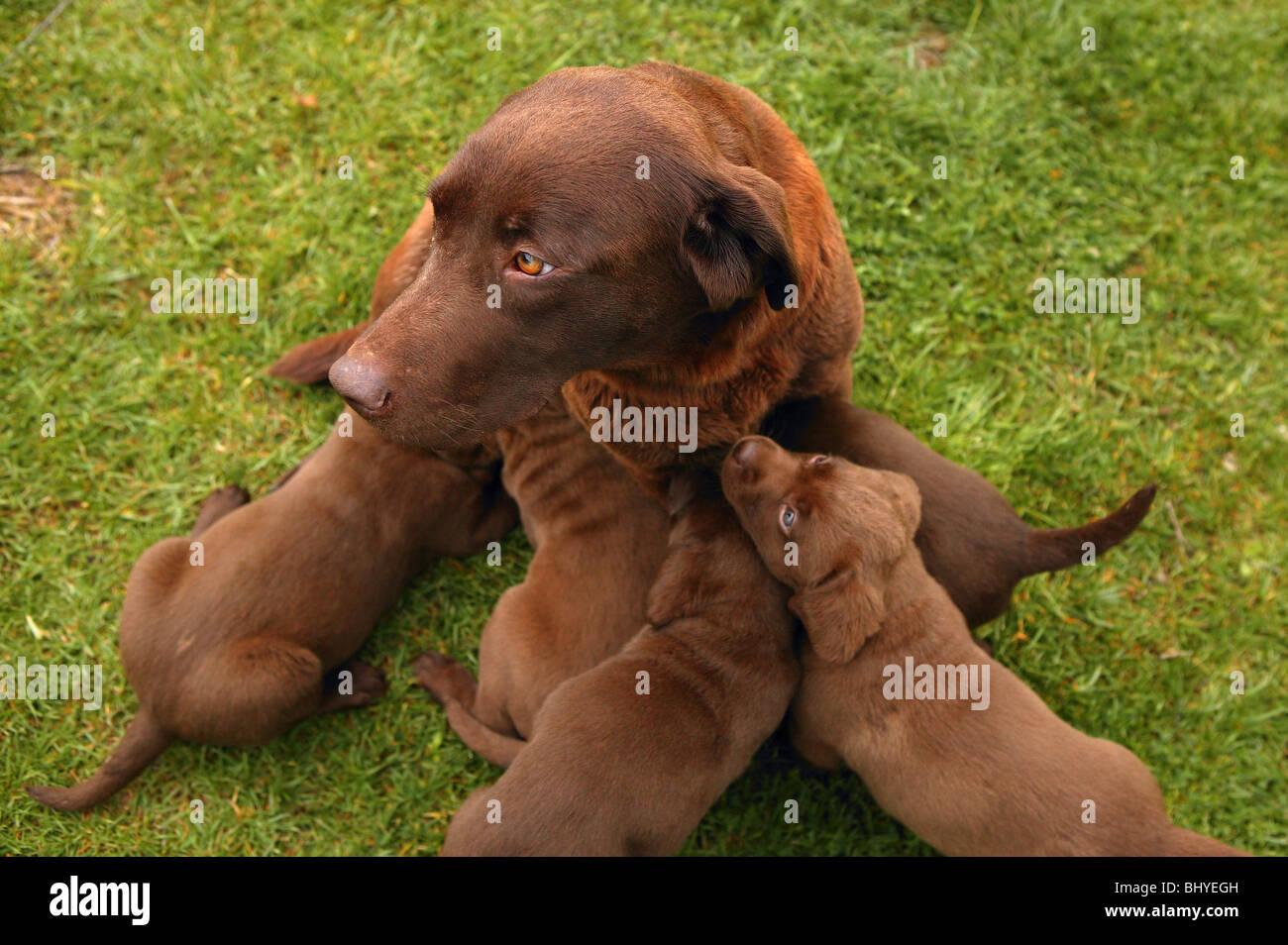 brown Labrador Retriever dog litter of pups Stock Photo - Alamy