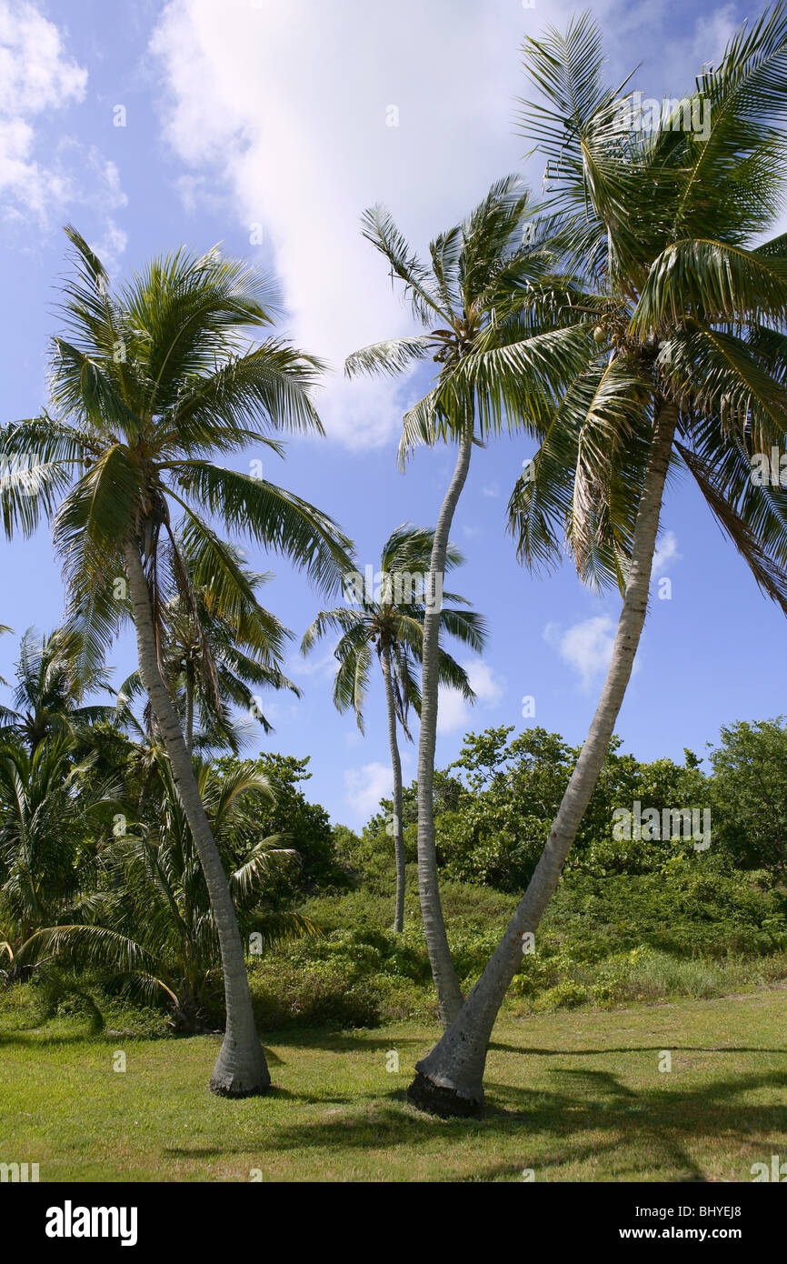 Florida Keys tropical palm trees on blue sky Stock Photo - Alamy
