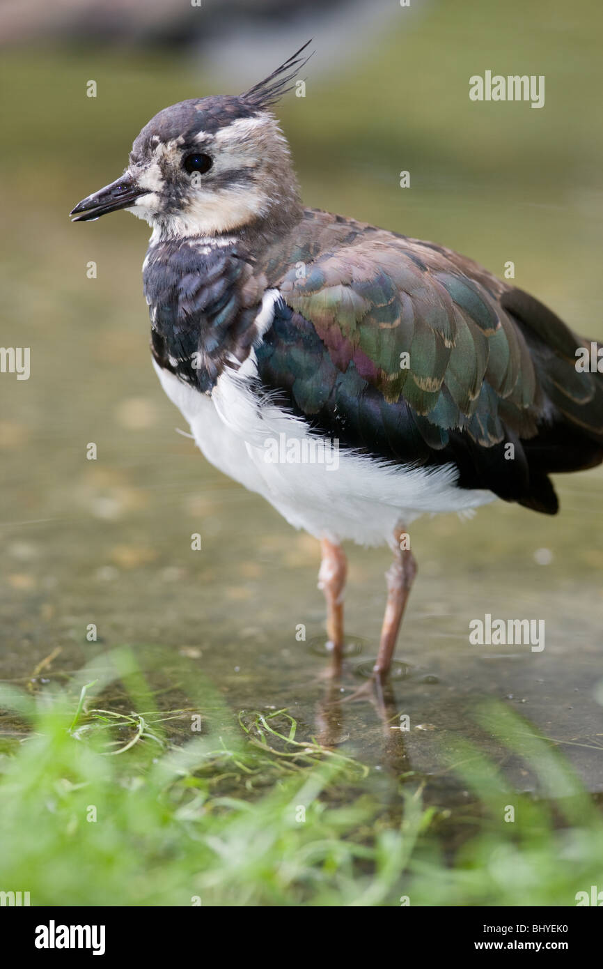Northern vanellus hi-res stock photography and images - Alamy