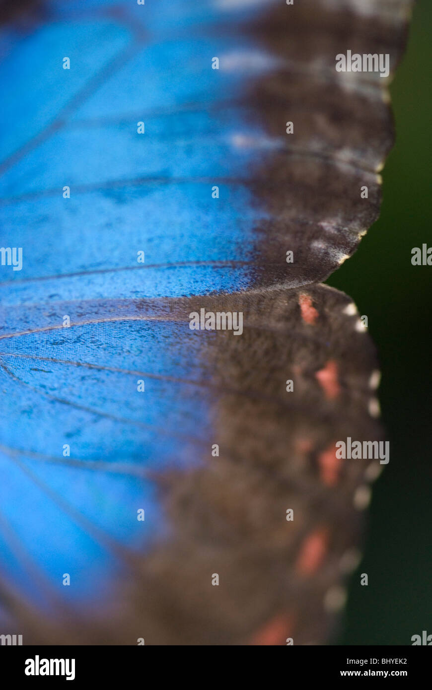 Butterfly wing detail hi-res stock photography and images - Alamy