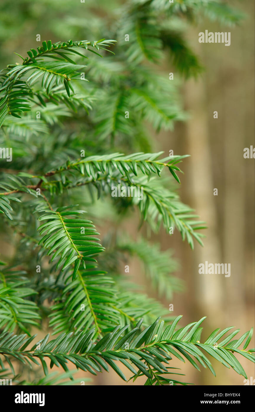 Yew tree hi-res stock photography and images - Alamy