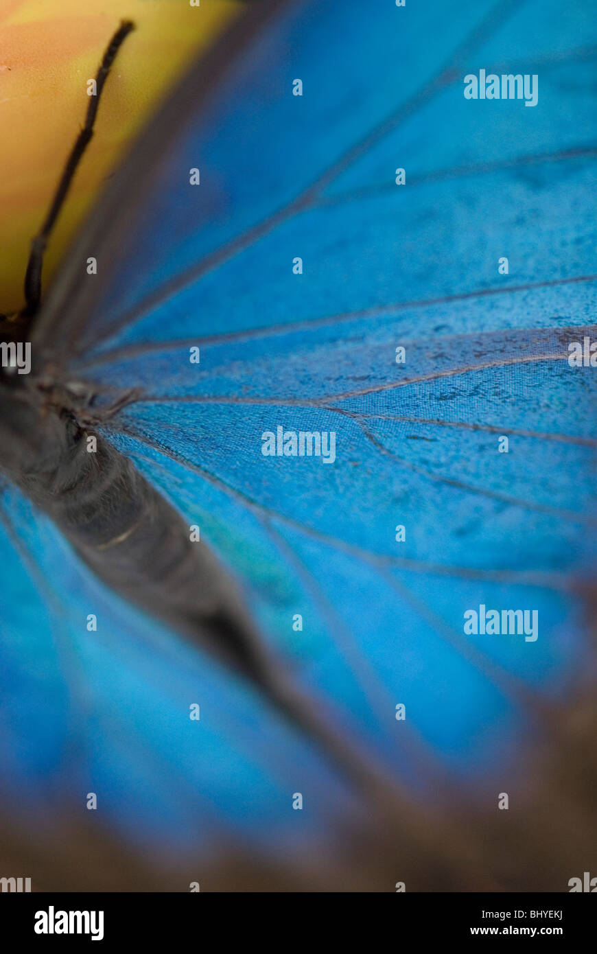 Butterfly wing detail hi-res stock photography and images - Alamy
