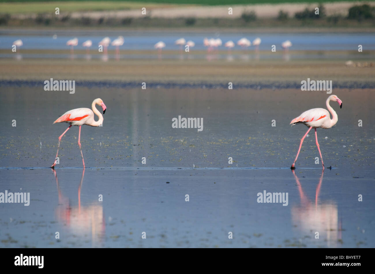 Flamingo colors hi-res stock photography and images - Alamy