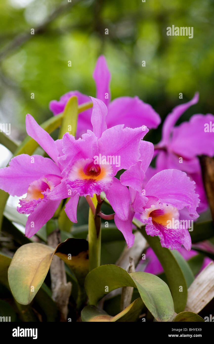 Orchid flower plant tree trunk hi-res stock photography and images - Alamy