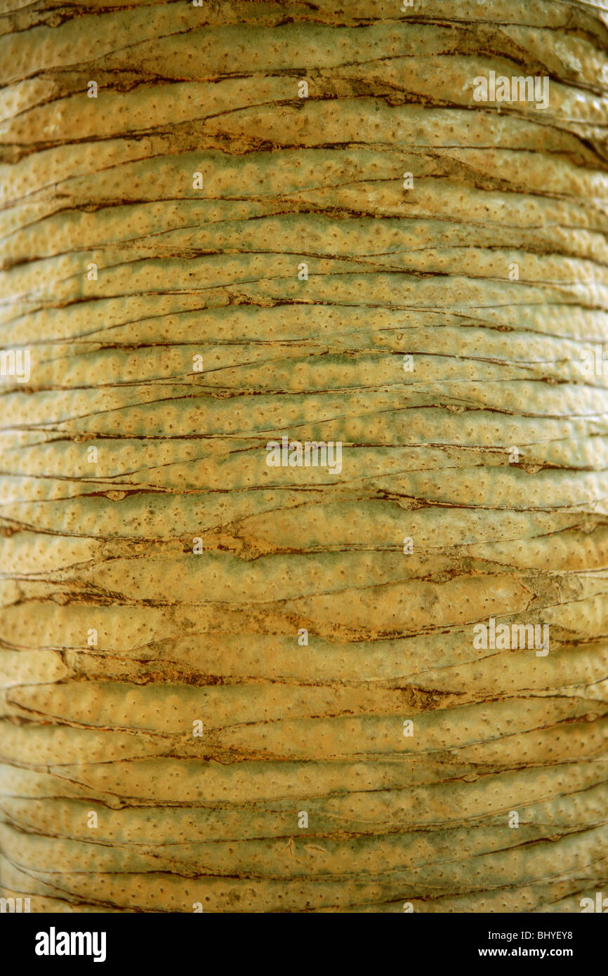 Brown tree trunk texture background in nature Stock Photo - Alamy