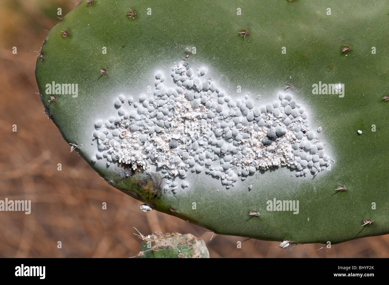 Insect scale hi-res stock photography and images - Alamy