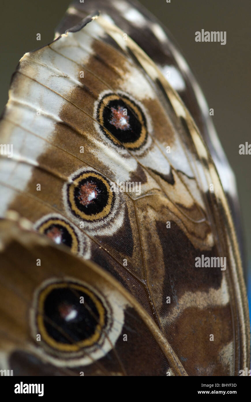 Butterfly wing detail hi-res stock photography and images - Alamy