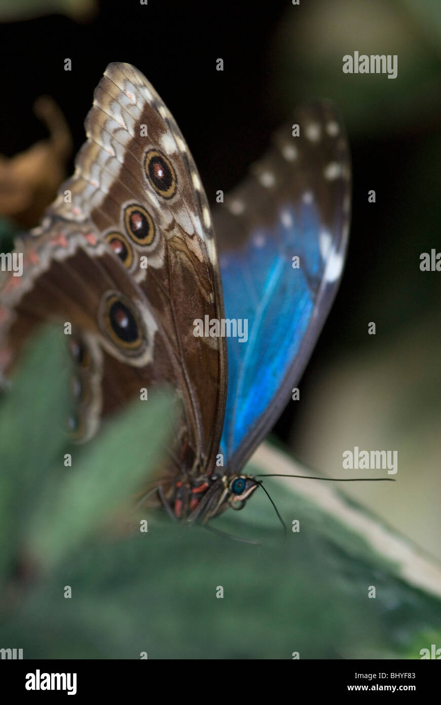 Butterfly wing detail hi-res stock photography and images - Alamy