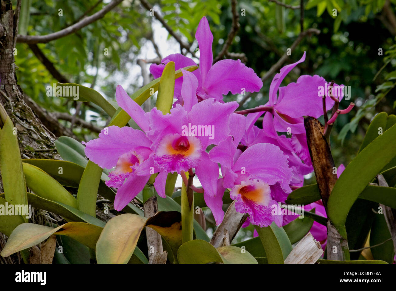 Orchids on tree trunk Stock Photo - Alamy